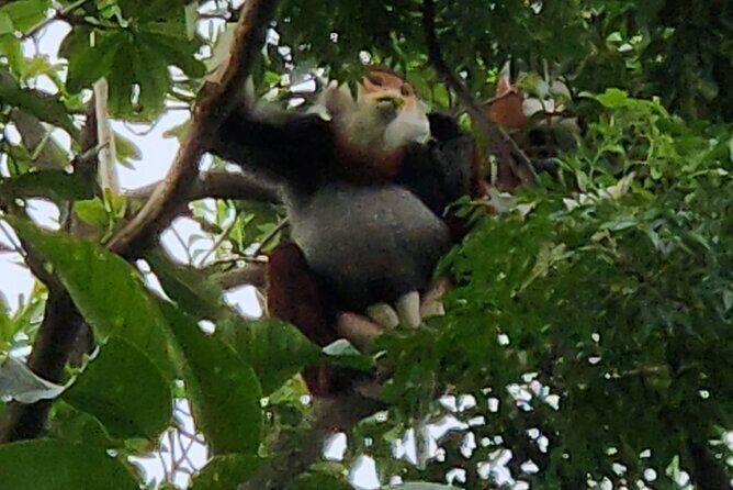 Endangered Monkeys Watching - Red Shanked Douc Langurs - An Overview of What to Expect
