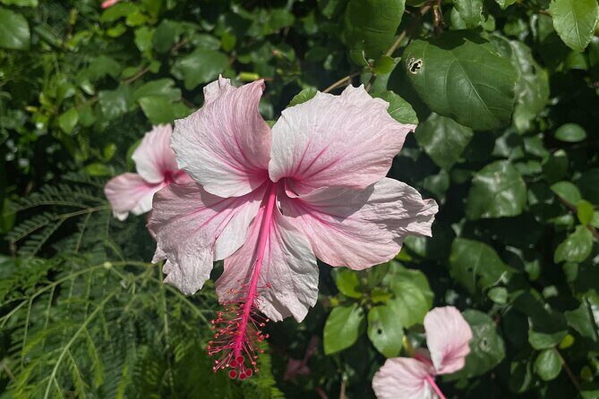 [English only] Spirit of Ishigaki: Explore the land, and lore - Frequently Asked Questions