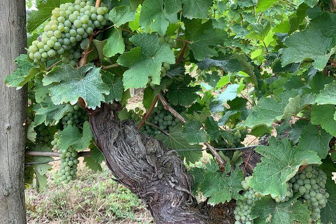 English Speaking Loire Winery Tours originating from Chinon - Who Will Love This Tour?