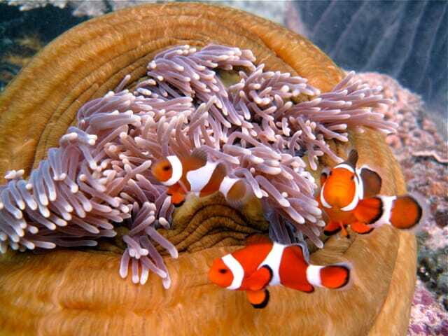 Enjoy 3 Fun Dives in Kota Kinabalu | Certified Divers - Flexibility and Personalization: How the Tour Works for You