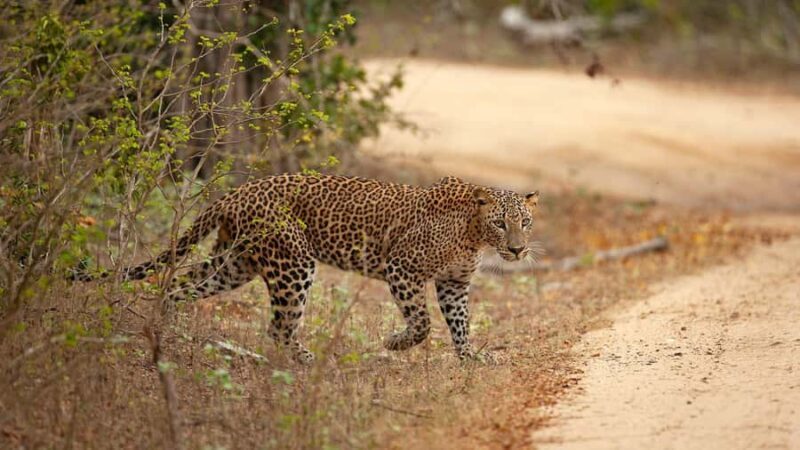 Enjoy a one-day leopard safari in Wilpattu or Yala. - The Sum Up