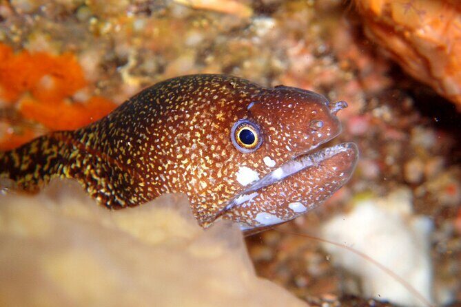 Enjoy Diving In Izu Discover Scuba Diving for Nondiver - Who’s This Tour For?