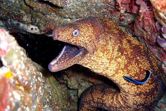 Enjoy Diving In Izu Discover Scuba Diving for Nondiver - Authentic Experiences and Real Feedback