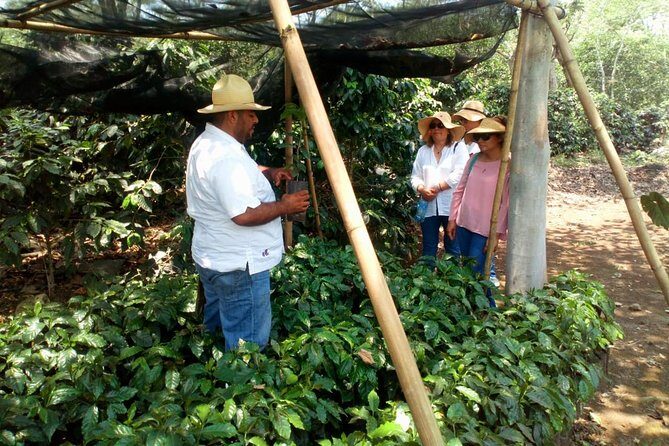 Enjoy the coffee route in Coatepec Magical Town - A Closer Look at the Coffee Route Experience