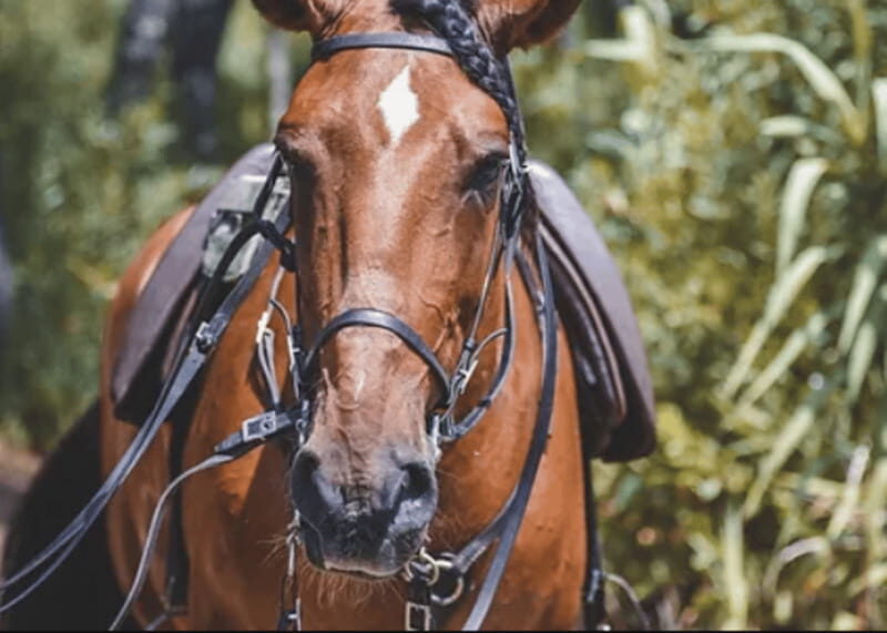 Ensenada: Horseback Riding at Playa Hermosa Beach - What Is the Ensenada Horseback Riding Tour?