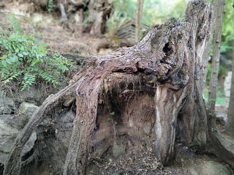 Enter the painting, touch the roots and go back in time ! - Who Will Love This Experience?