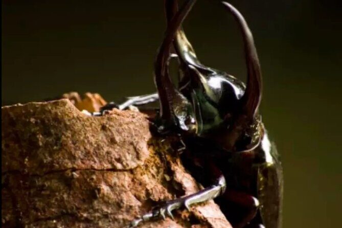 Entopia Butterfly and Nature Discovery Park Entry Ticket Penang - Frequently Asked Questions