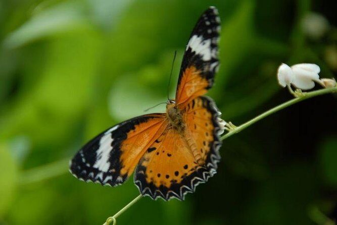 Entopia Butterfly Farm & Tropical Spice Garden Tour - Key Points