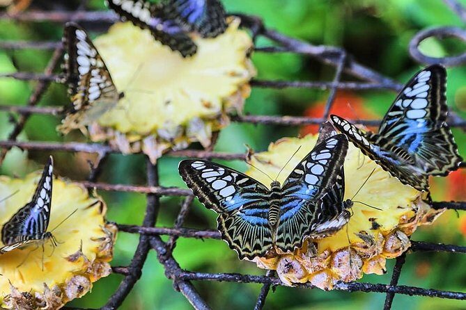 Entopia Butterfly Farm & Tropical Spice Garden Tour - What to Expect at Each Stop