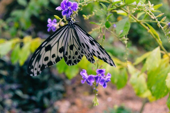 Entopia Butterfly Farm & Tropical Spice Garden Tour - FAQ