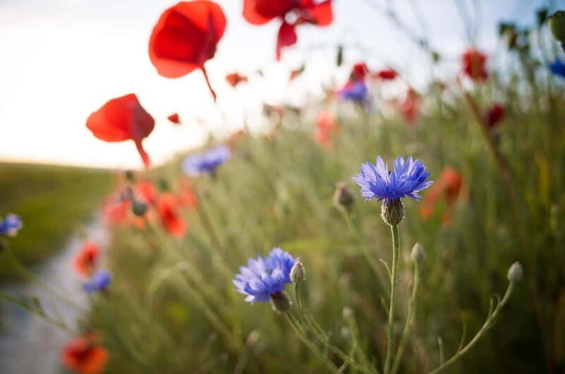 Epernay: Shuttle to a botanical outing - Key Points