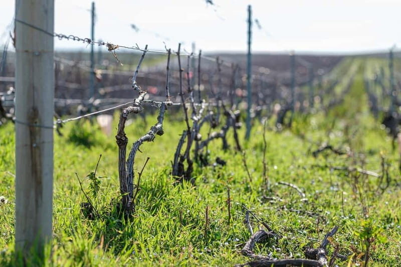 Epernay: Shuttle to a botanical outing - Practical Tips for Participants