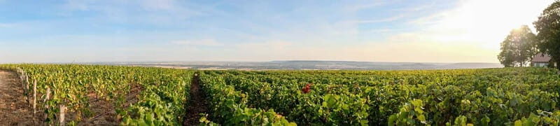 Epernay: Shuttle to a vineyard tour - A Practical Guide to the Epernay Shuttle Vineyard Tour