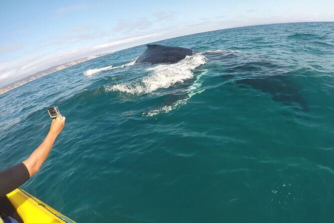 Epic Kayak With Dolphins & Wildlife - 4WD Beach Adventure Noosa - What’s It Like at Double Island Point?