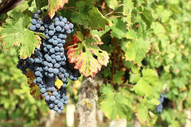 Epicurean Discovery Tour with Wine & Local Specialties - Who is This Tour Best For?