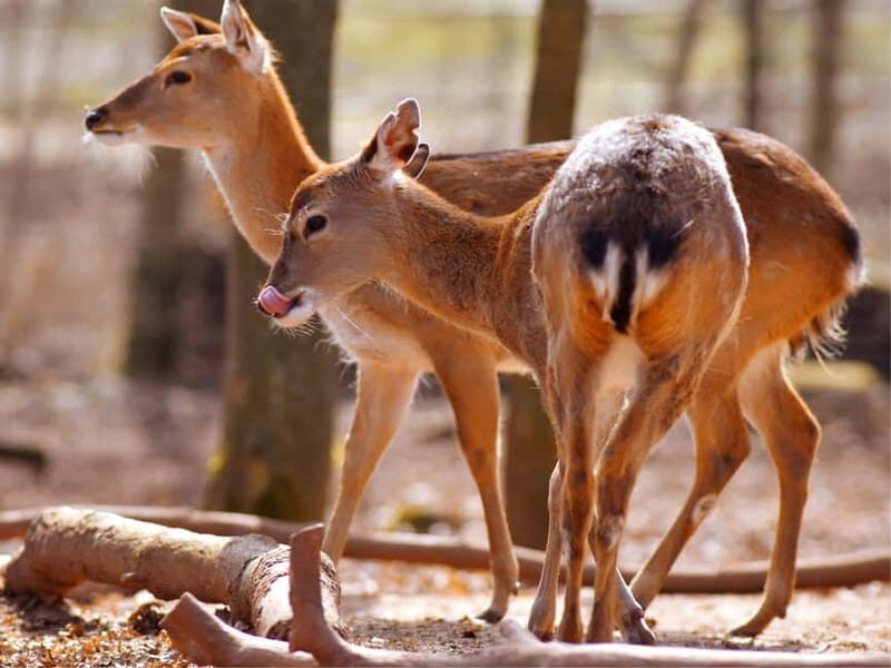 Erfurt: Erfurt Zoo Entry Ticket - Why Visit Erfurt Zoo? An In-Depth Look