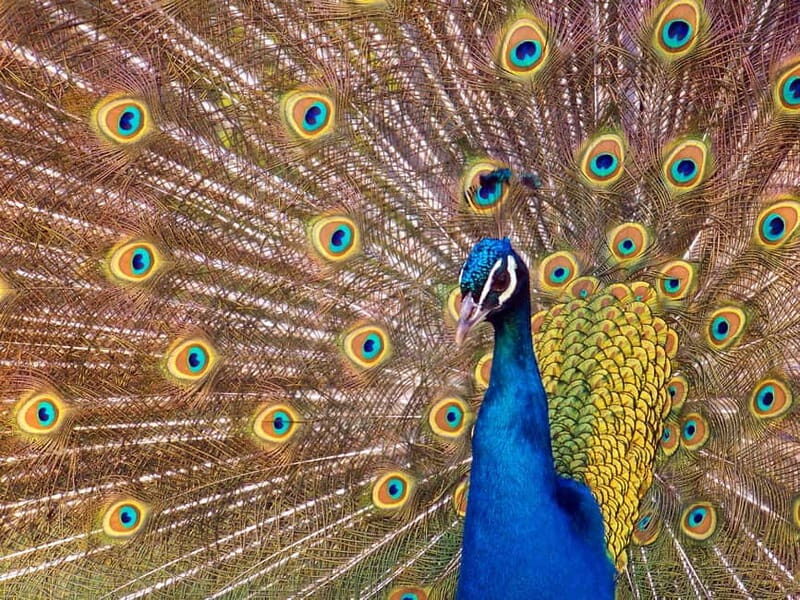 Erfurt: Erfurt Zoo Entry Ticket - FAQ: Common Questions About Erfurt Zoo