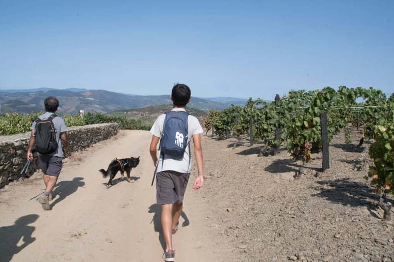 Ervedosa do Douro: Guided Walking Tour with Picnic Lunch - The Charm of Ervedosa do Douro: A Village Unveiled