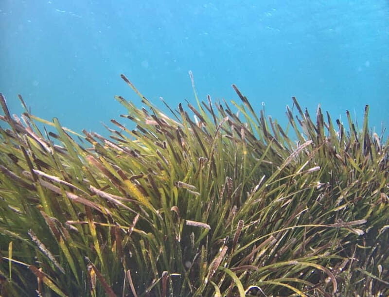 Es Grau:Private Snorkeling Experience with Picnic and Drinks - Frequently Asked Questions