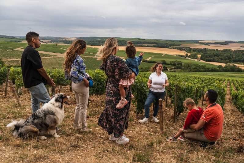 Escapade and tasting in the Chablis vineyards - The tasting experience: wines, in the vines