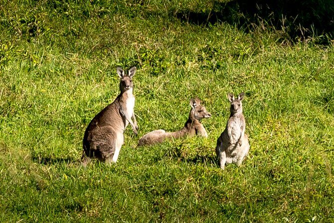 Escape Sydney: Sea Cliff Bridge, Wildlife, Kiama Coast Private - An In-Depth Look at the Experience