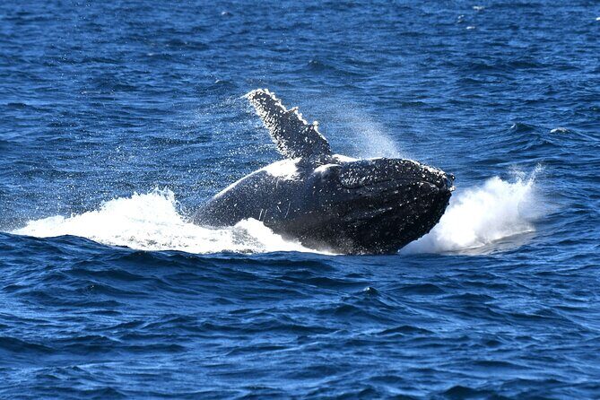 Escape Sydney: Sea Cliff Bridge, Wildlife, Kiama Coast Private - Summary