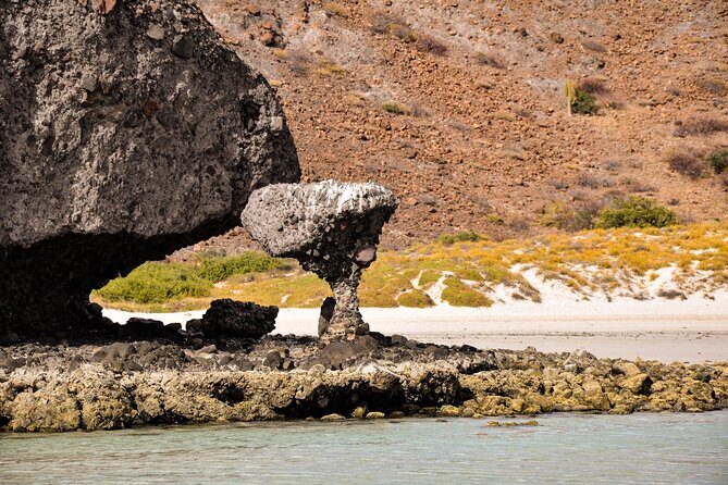 Espíritu Santo and Balandra Beach Combo Tour: Sea Lion Snorkeling - An In-Depth Look at the Tour