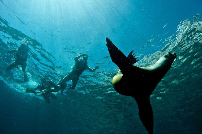 Espiritu Santo Island Combo: Sea Lions and Paddleboard 1 to 6 Private Group - Authentic Encounters and Top-Notch Service