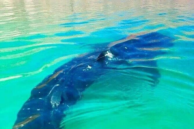 Espiritu Santo Island Day Tour - FAQs