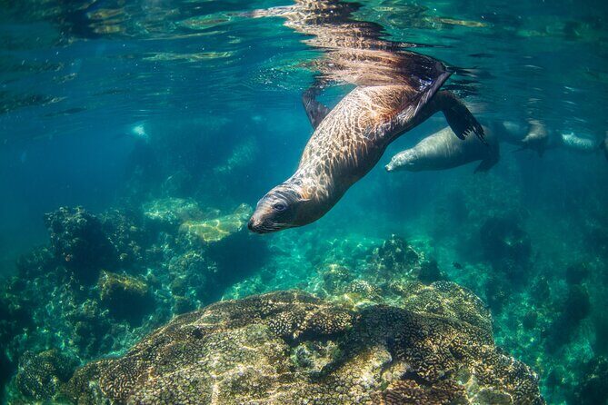Espiritu Santo Island Snorkel & Sea Lion Adventure - Authentic Experiences Shared by Travelers