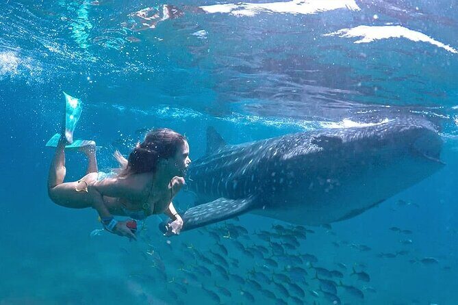 Espíritu Santo Island: snorkel SEA LIONS and Balandra Small Group - A Deep Dive into the Experience