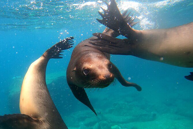 Espiritu Santo Island: Snorkel, Wildlife and Beach - An Authentic Day on Espíritu Santo Island