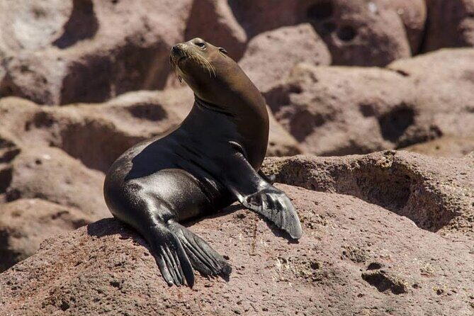 Espiritu Santo Island: Snorkel, Wildlife and Beach - Authentic Reviews and Insights