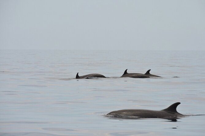 Espiritu Santo Island: Snorkel, Wildlife and Beach - Who Should Consider This Tour?
