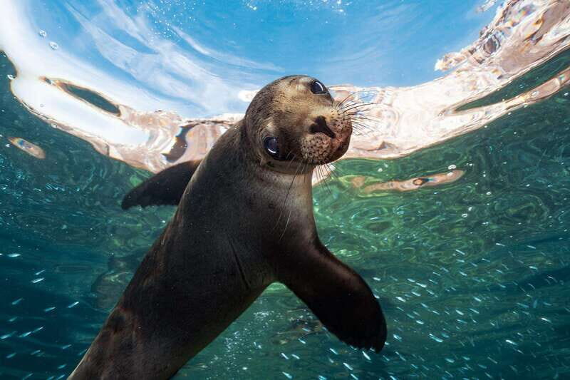 Espiritu Santo Island: Snorkeling Sea Lion Adventure - A Deep Dive into the Experience