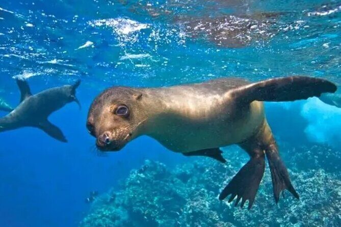 Espiritu Santo Island Tour - FAQs