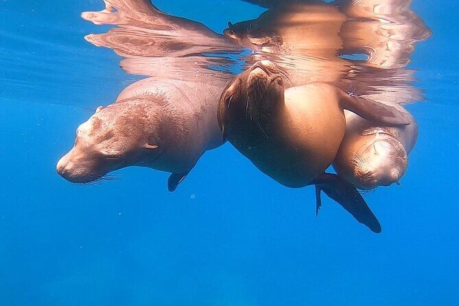 Espiritu Santo Private SCUBA Tour for Beginners - FAQs