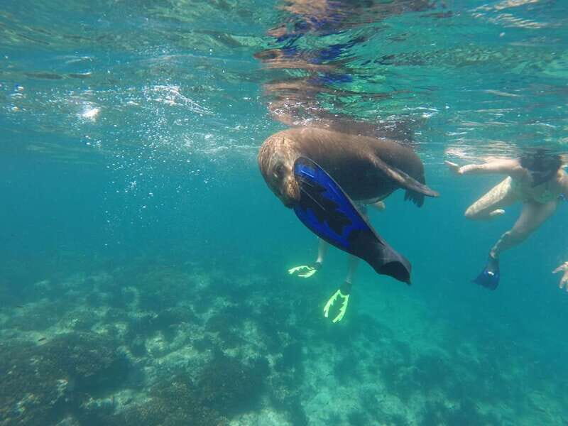 Espiritu Santo Snorkeling and Sea Lion Adventure - An In-Depth Look at the Tour Experience