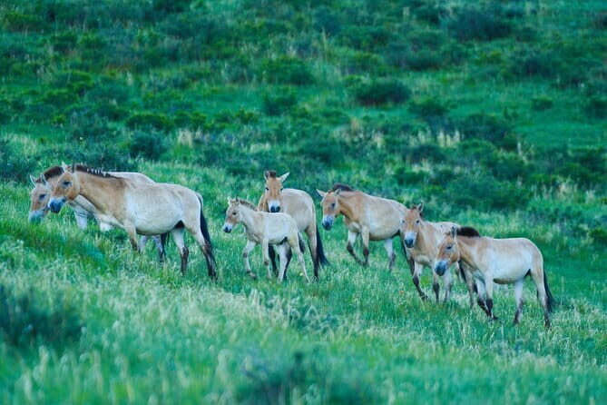 Essence of Mongolia 5 Days - Who Is This Tour Best For?