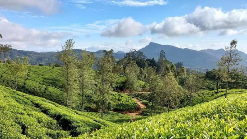 Essence of Sri Lanka: 12 Days of Culture, Nature & Adventure - Key Points