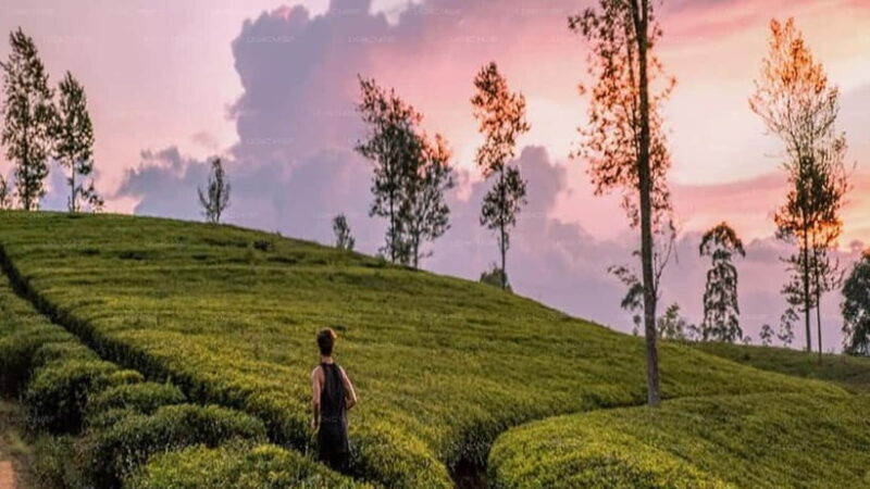 Essence of Sri Lanka: 12 Days of Culture, Nature & Adventure - Exploring the Full Itinerary