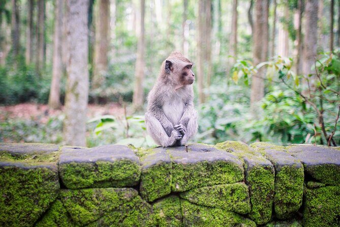 Essential Bali: The Complete Island Guide - A Deep Dive into the Experience