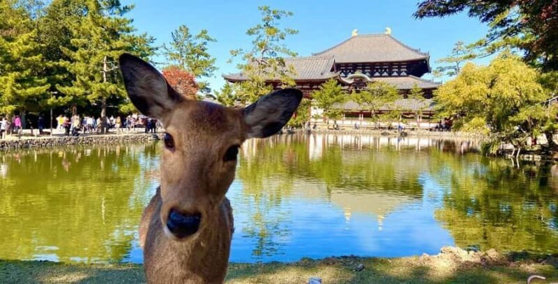 Essential Nara: Origins of Spiritual Japan - The Balance of Content and Time