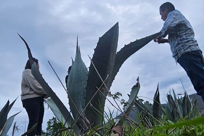 Essential Oaxaca:Tule, Tlacochahuaya, Teotitlán del Valle, Mezcal - FAQ