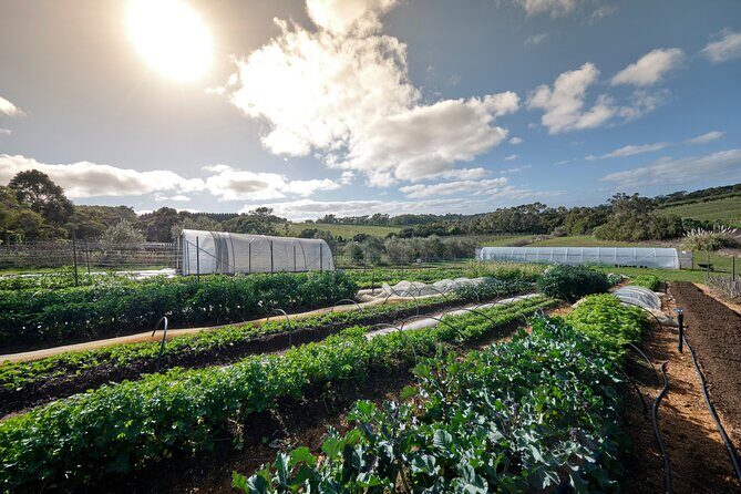 Estate to Plate: Montalto Vineyard Gourmet Lunch and Wine-Tasting Tour - Leisure Time & Additional Features