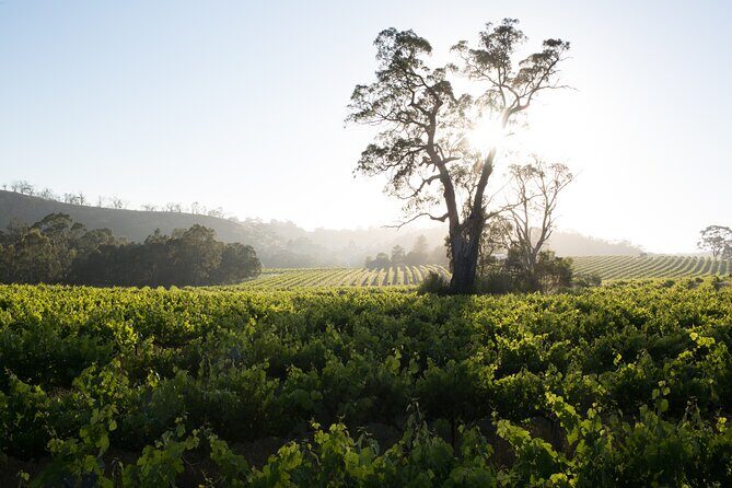 Estate Tour from Soil to Glass - A Closer Look at the Itinerary