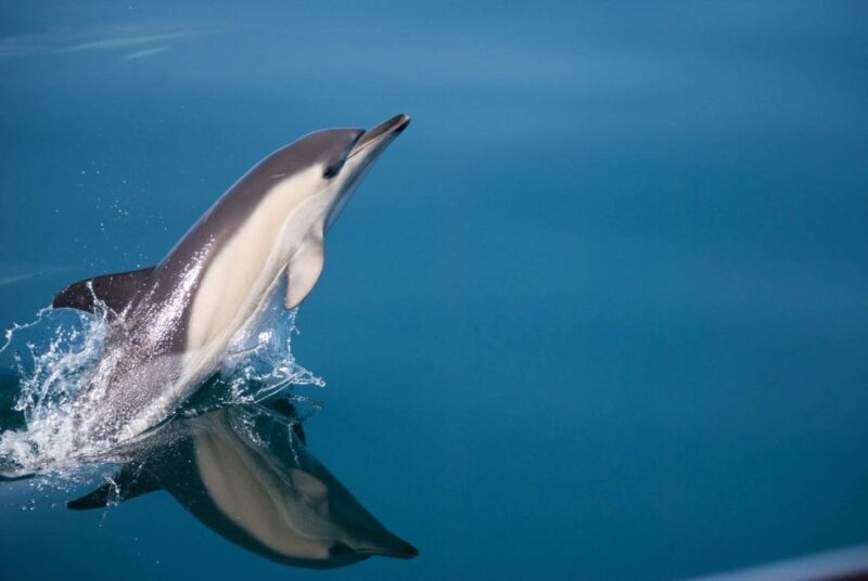Estepona: Dolphin Watching Sailboat Cruise with Drink - The Perfect Fit: Who Should Consider This Tour?