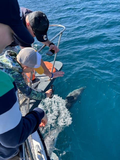Estepona: Dolphins Searching Sea Cruise with Drink & Snacks - Exploring the Estepona Dolphins Search Cruise