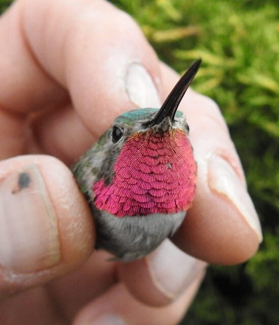 Estes Park: Birds of Colorado Speaker Series - Key Points