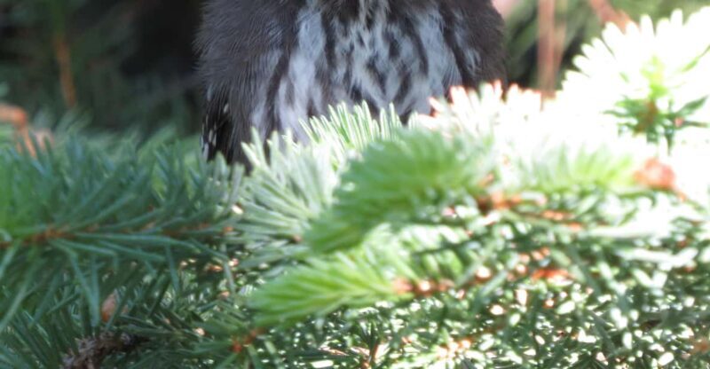 Estes Park: Birds of Colorado Speaker Series - An In-Depth Look at the Birds of Colorado Speaker Series